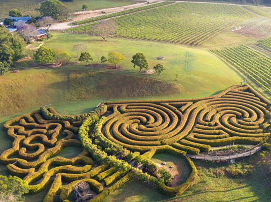 Bago Maze and Wine - Lifestyle