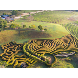Bago Maze and Wine - Lifestyle